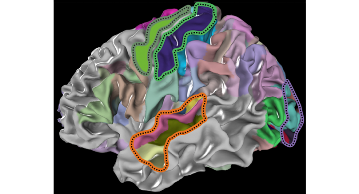 Brain Atlases | EBRAINS