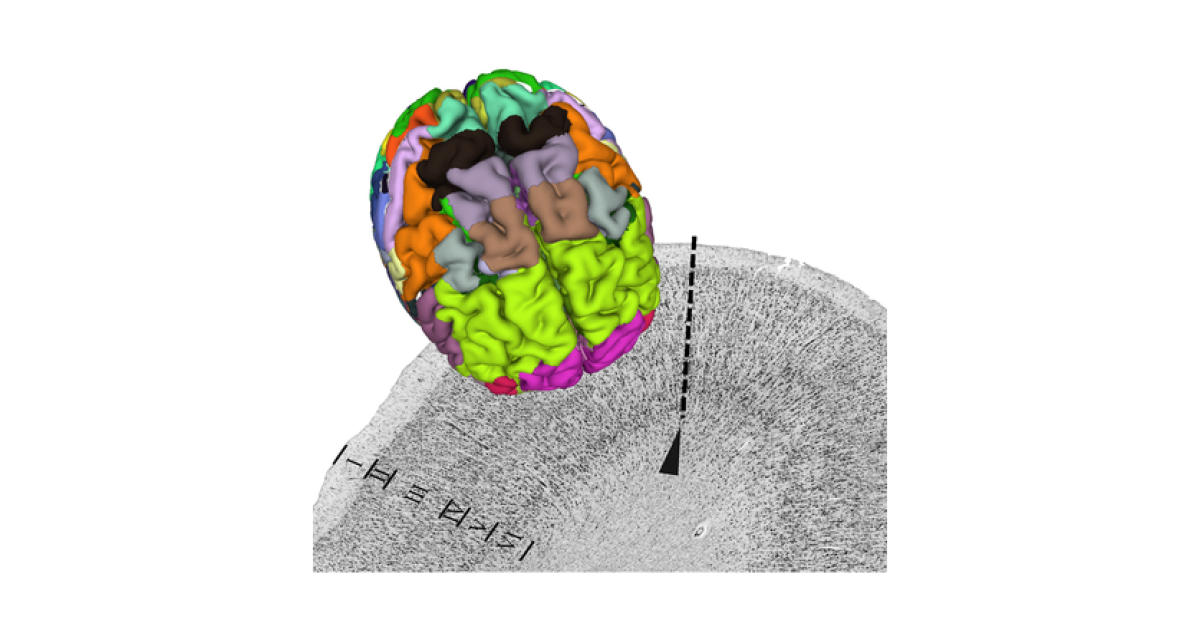 Complete data package of Julich-Brain Atlas released | EBRAINS