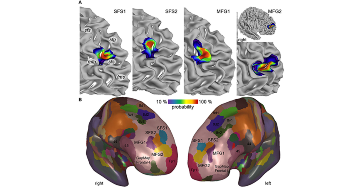 EBRAINS Brain Atlas enables scientists to map four new brain regions ...